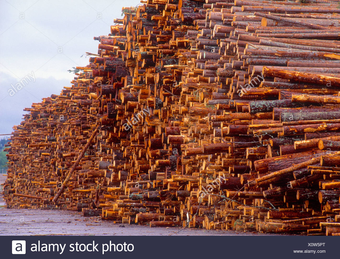 Timber Piles Stock Photos & Timber Piles Stock Images - Alamy