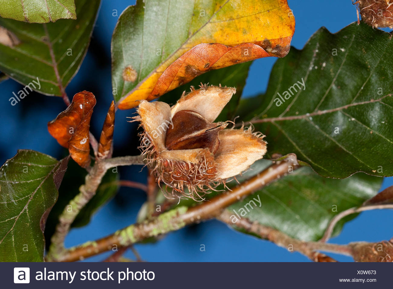 Beechnuts European Beech Common Beech Stock Photos & Beechnuts European ...