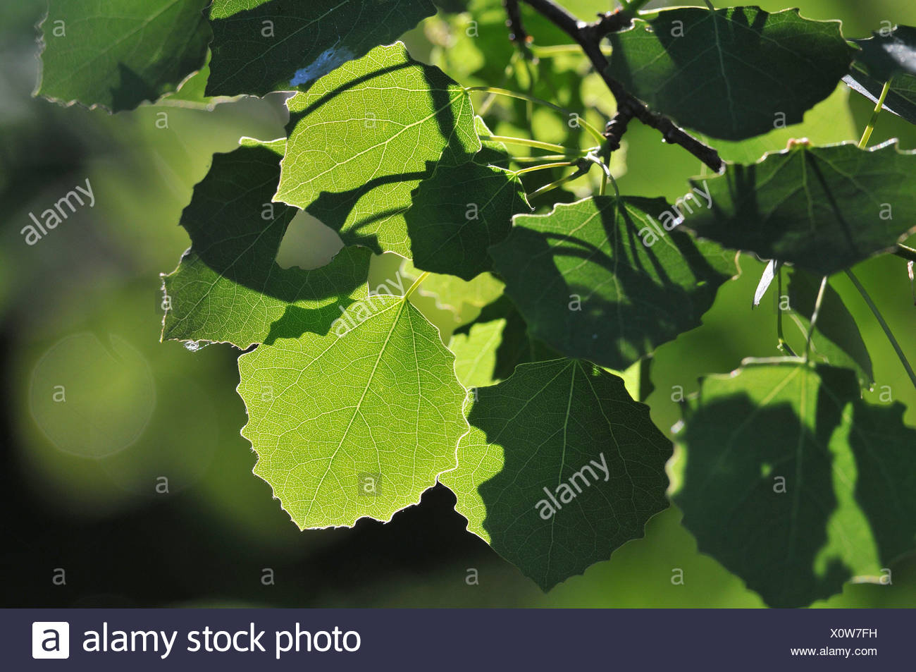 European Aspen Populus Tremula Stock Photos & European Aspen Populus ...