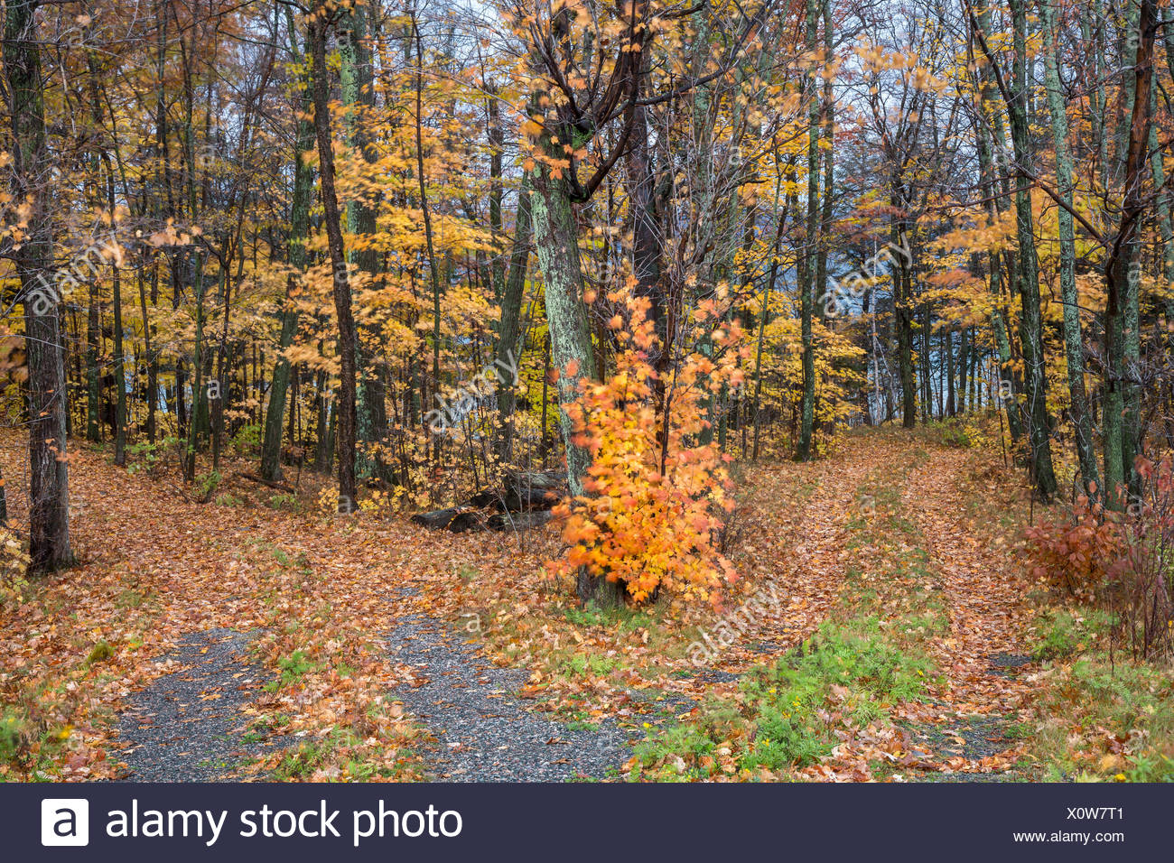 Diverging Paths High Resolution Stock Photography and Images - Alamy