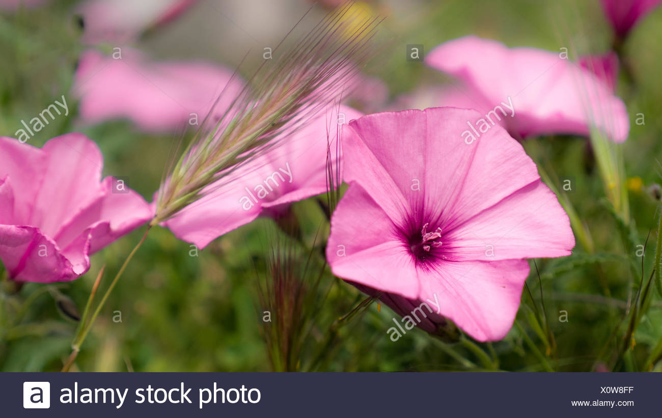 Angiospermae Stock Photos & Angiospermae Stock Images - Alamy