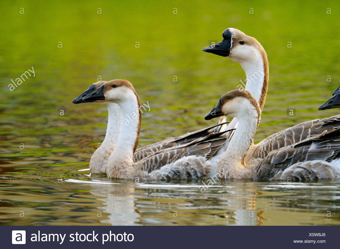 Knob Geese High Resolution Stock Photography and Images - Alamy