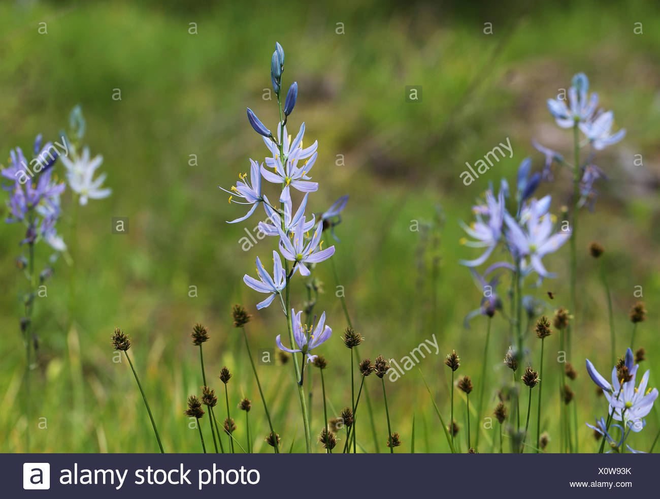 Camas Plant Stock Photos & Camas Plant Stock Images - Alamy