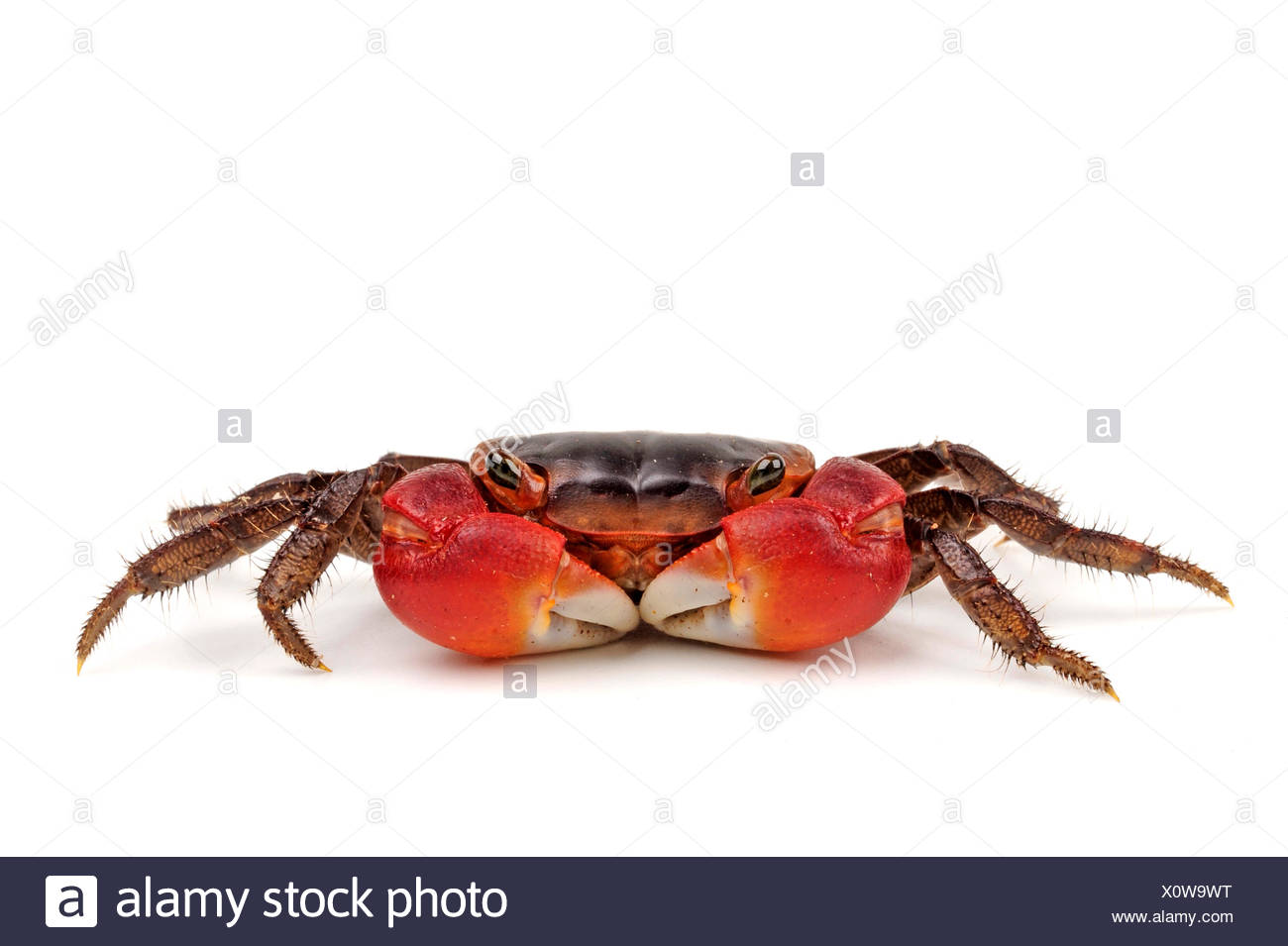 Repulses High Resolution Stock Photography and Images - Alamy