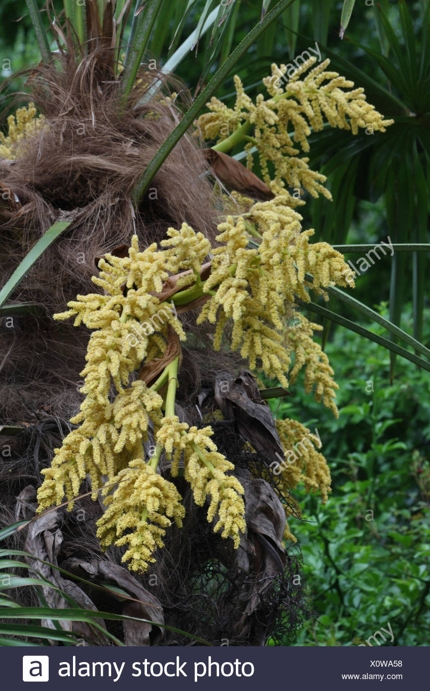 Hemp Palm Trachycarpus Fortunei High Resolution Stock Photography and ...