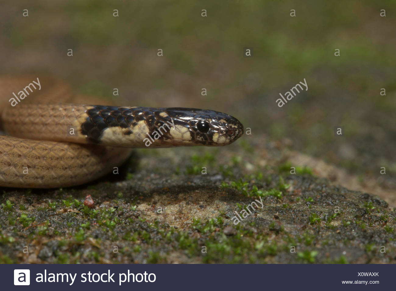 Plains Milksnake High Resolution Stock Photography and Images - Alamy