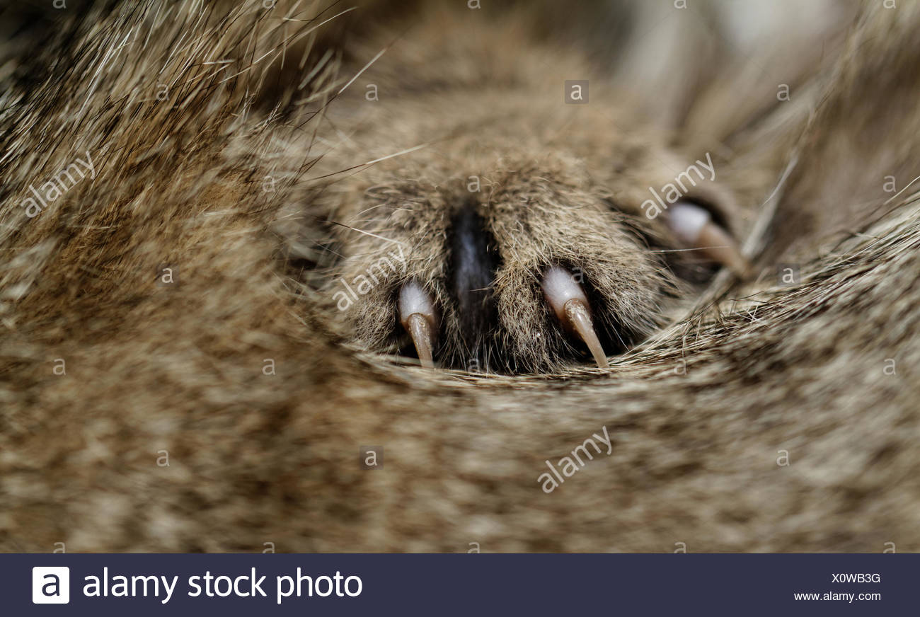 Cat Feet High Resolution Stock Photography and Images - Alamy