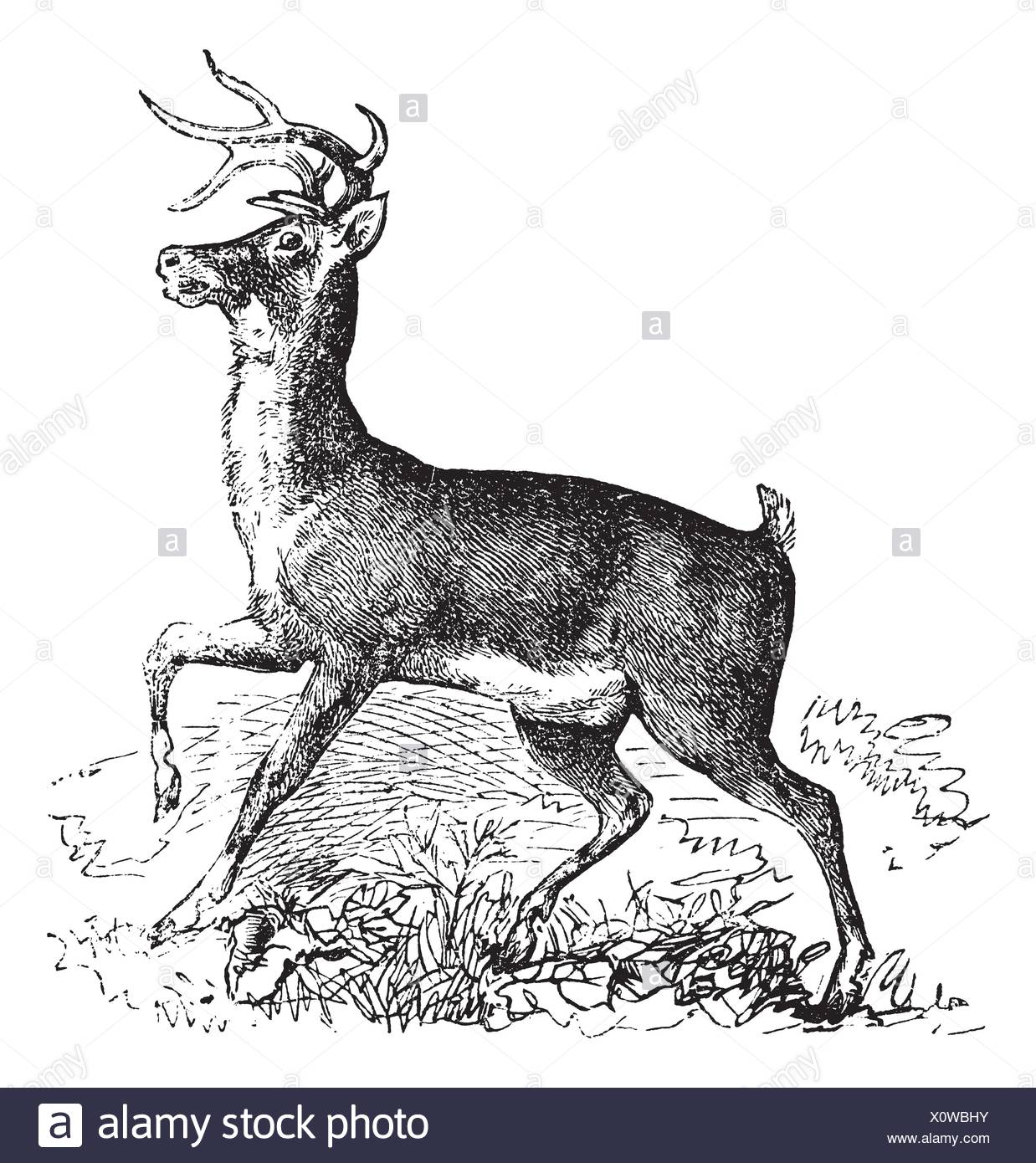 Deer Engraving High Resolution Stock Photography and Images - Alamy