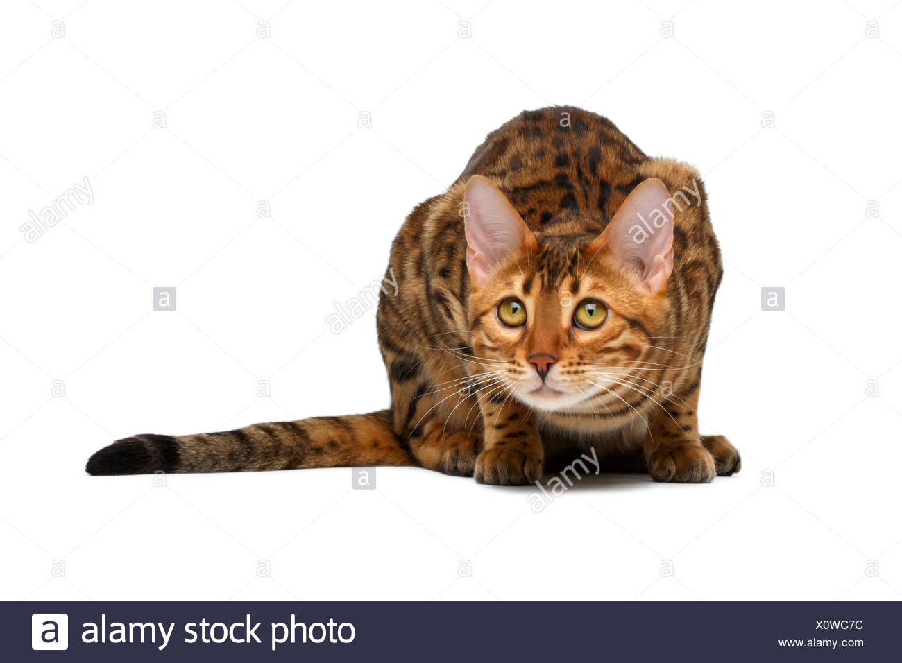 Crouched Cat High Resolution Stock Photography and Images - Alamy