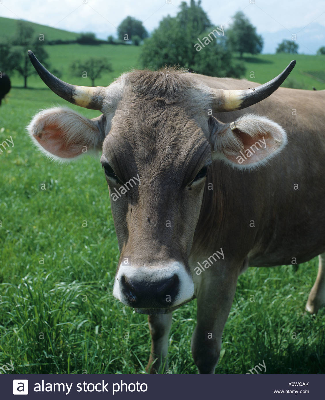 Dual Purpose Cattle High Resolution Stock Photography and Images - Alamy