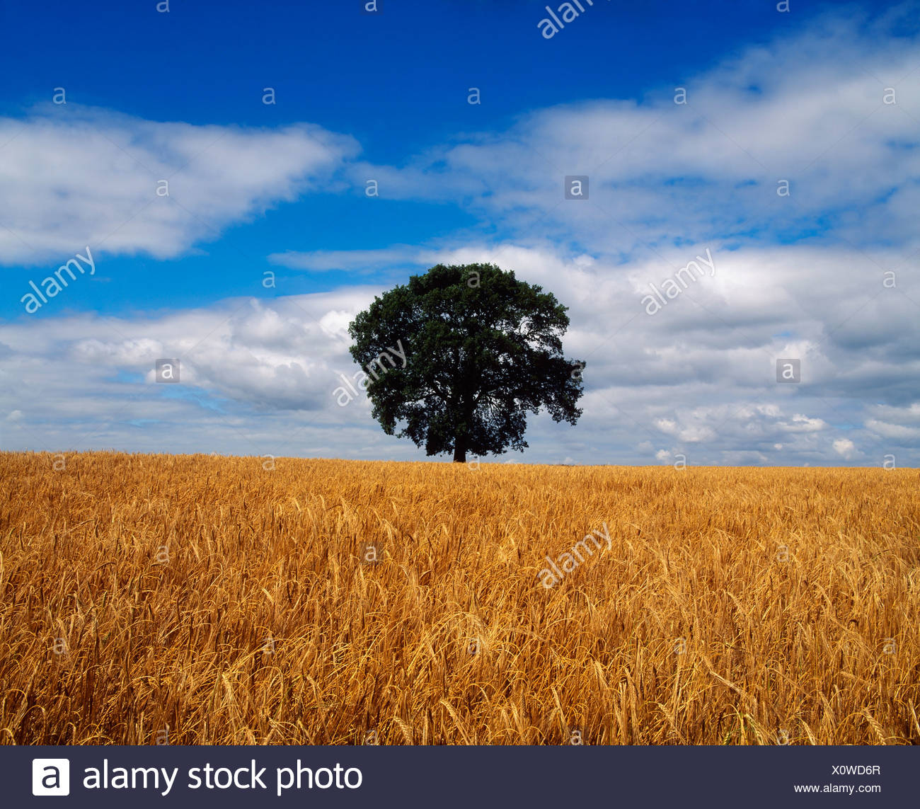 Barley Field Ireland High Resolution Stock Photography and Images - Alamy