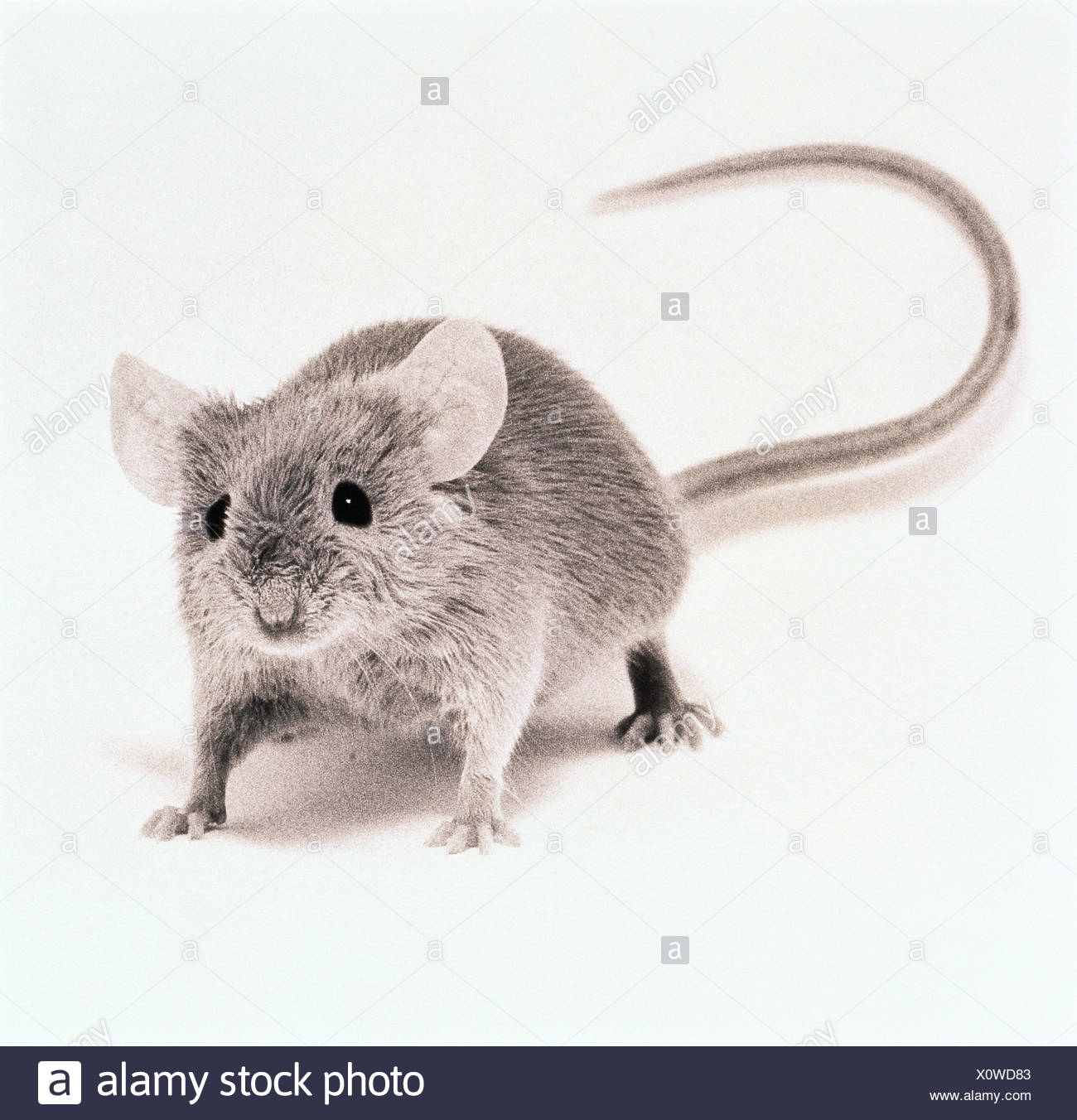 White Mouse Standing High Resolution Stock Photography and Images - Alamy