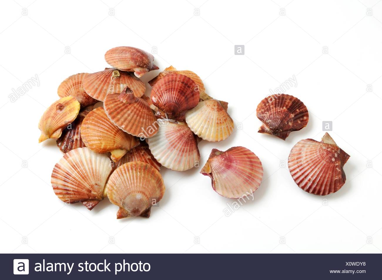 Live Scallops High Resolution Stock Photography and Images - Alamy