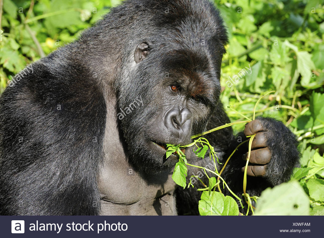 Gorilla Eating Leaves Stock Photos & Gorilla Eating Leaves Stock Images ...
