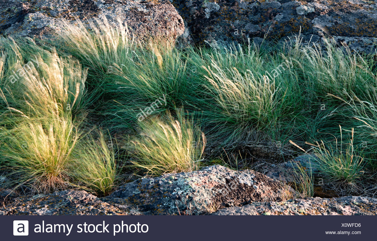 Grass Rock Crack High Resolution Stock Photography and Images - Alamy