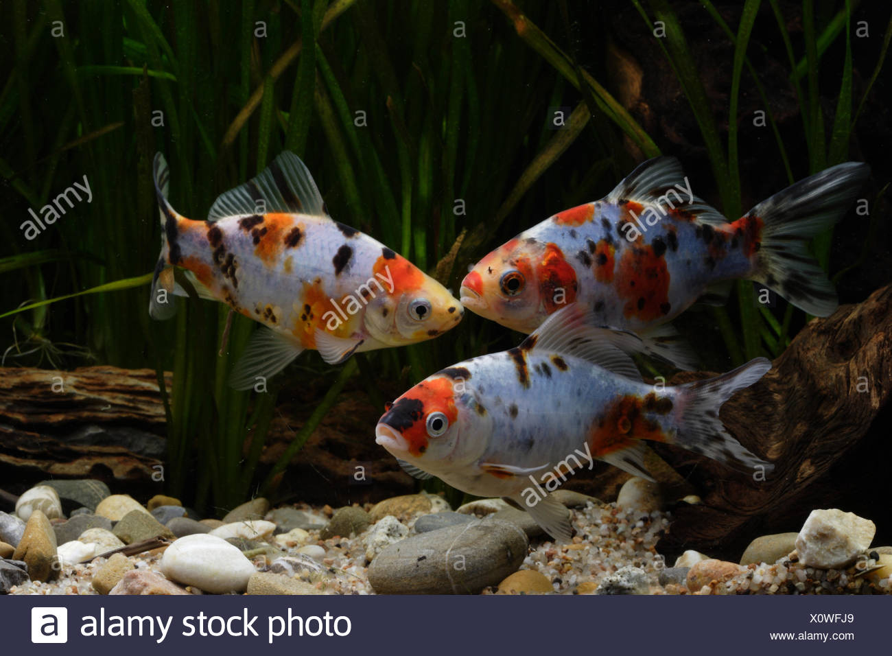 Shubunkin High Resolution Stock Photography and Images - Alamy