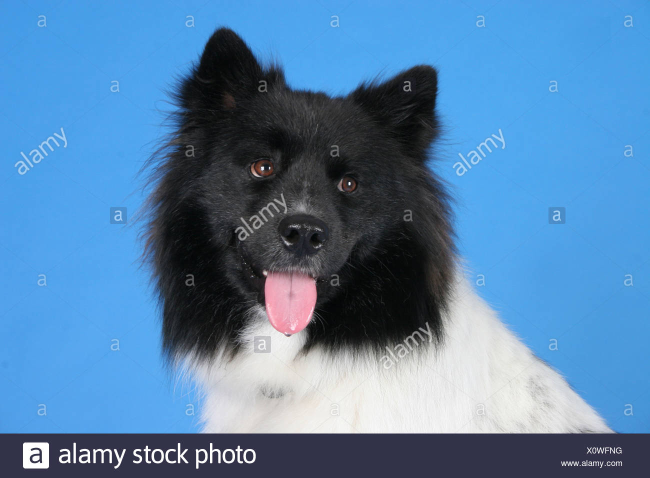 Samojede High Resolution Stock Photography and Images - Alamy