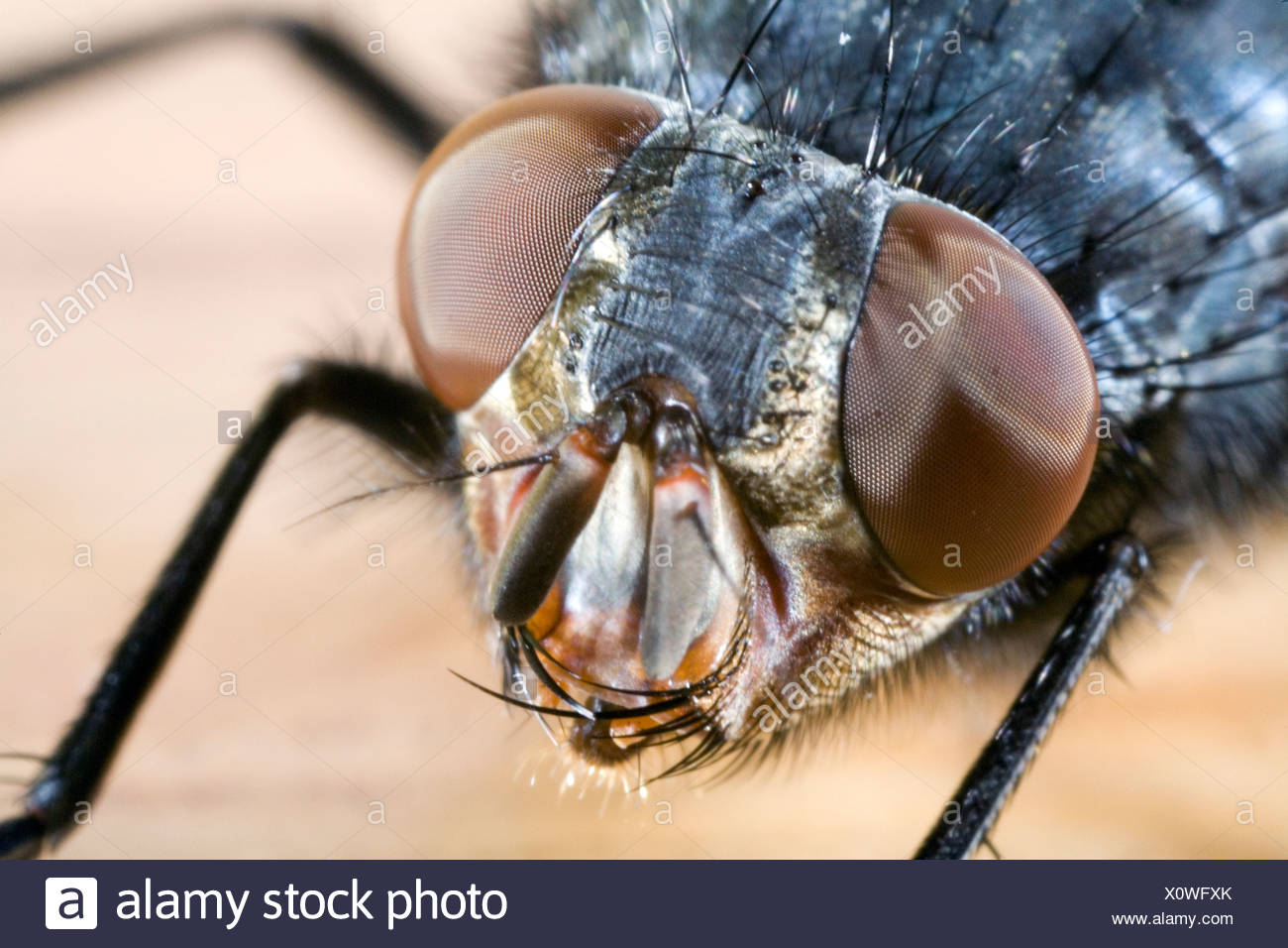 Spanish Fly Insect Stock Photos & Spanish Fly Insect Stock Images - Alamy