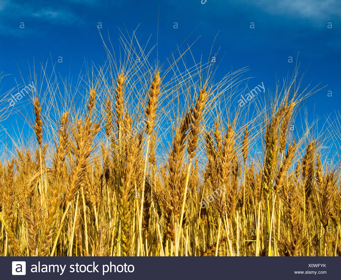 Awn Of Wheat High Resolution Stock Photography and Images - Alamy