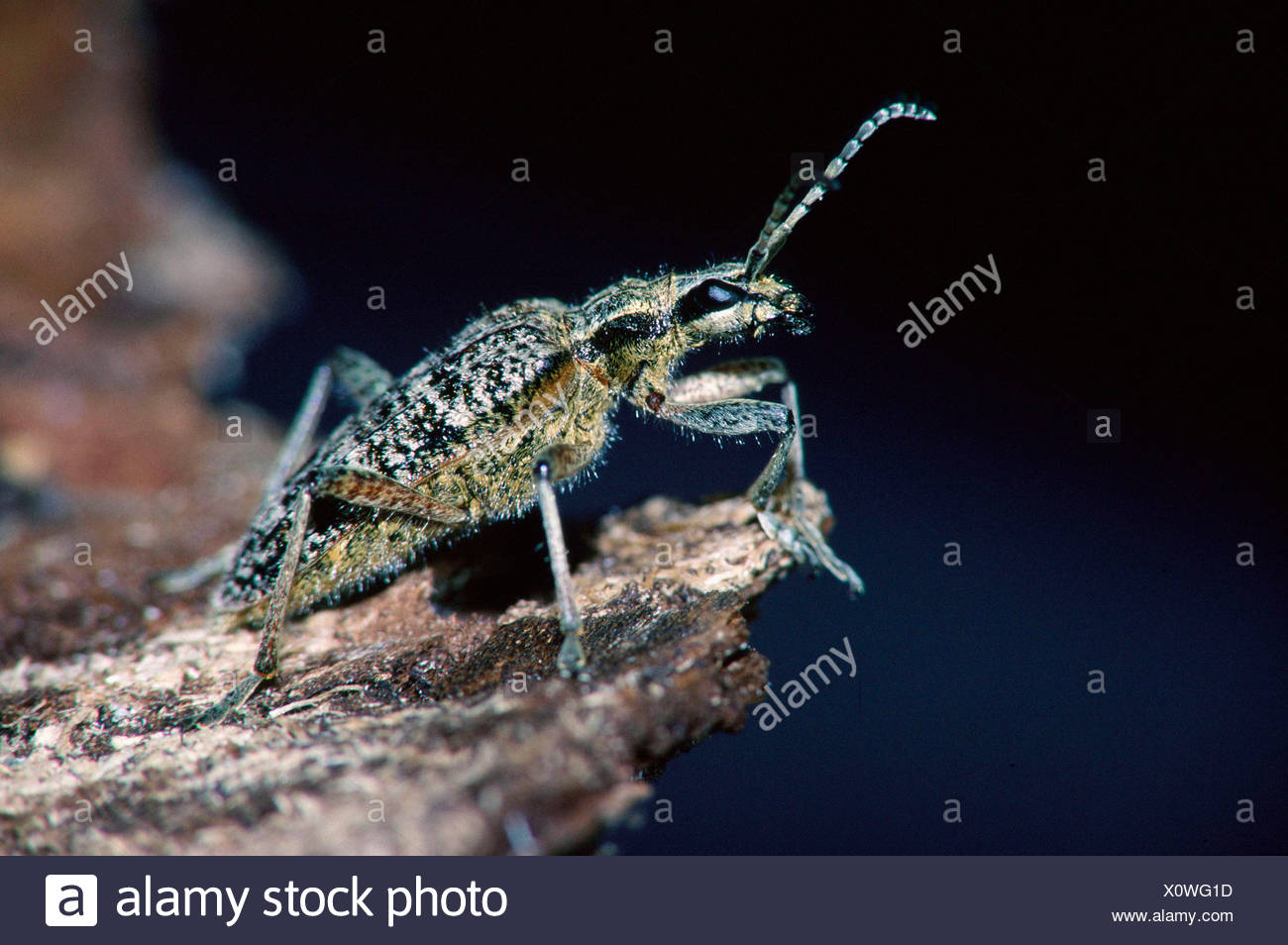 Pine Borer High Resolution Stock Photography and Images - Alamy