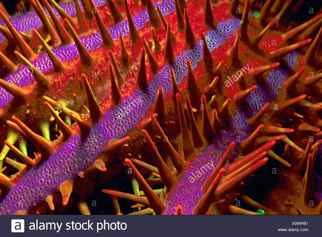 Acanthaster Stock Photos & Acanthaster Stock Images - Alamy