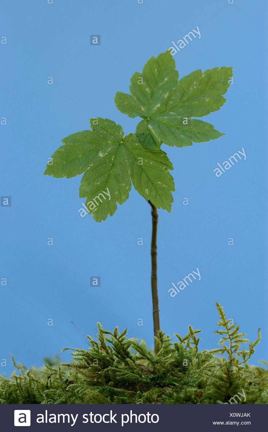Sycamore Seedling Stock Photos & Sycamore Seedling Stock Images - Alamy