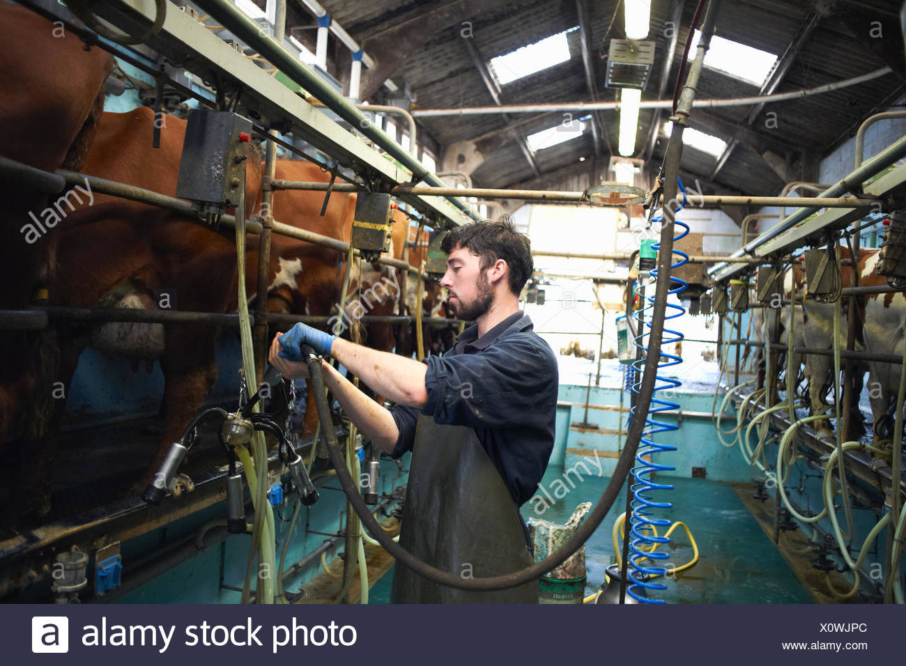 Farmer Milking Cows Machine High Resolution Stock Photography and ...