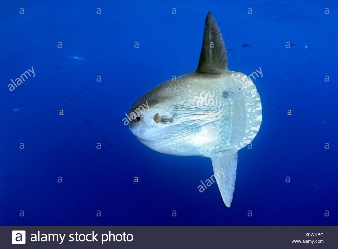 Common Sunfish Stock Photos & Common Sunfish Stock Images - Alamy