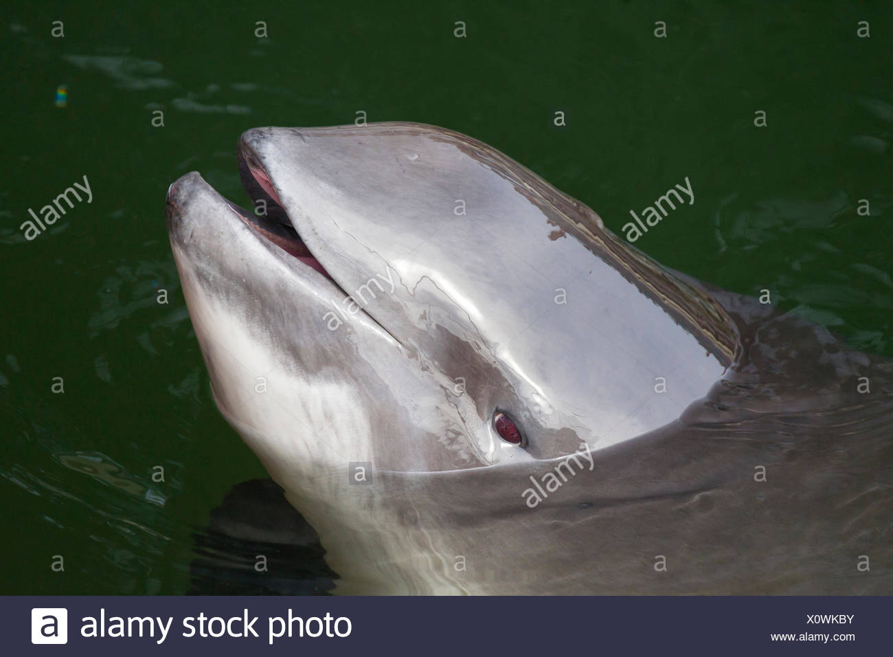 Porpoise Head High Resolution Stock Photography and Images - Alamy