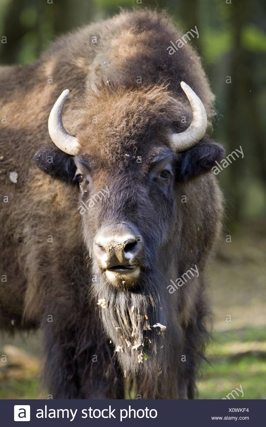 American Bison Bison Bison High Resolution Stock Photography and Images ...