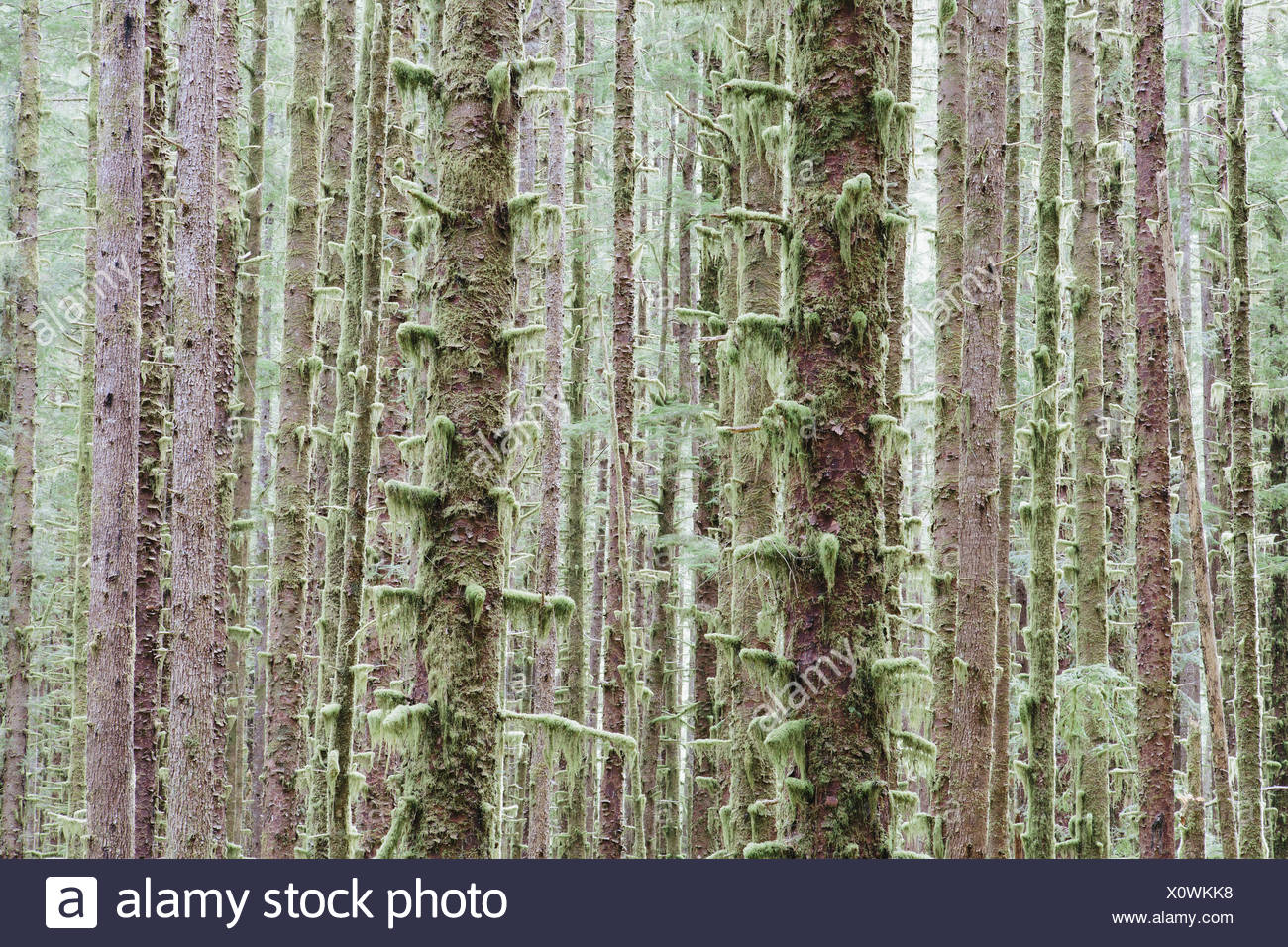 Sitka Tree Forest High Resolution Stock Photography and Images - Alamy