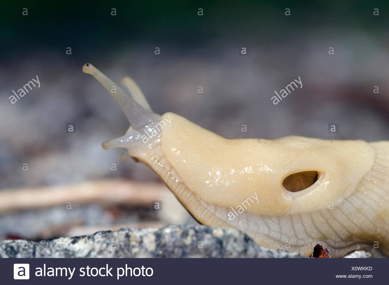 Pacific Banana Slugs High Resolution Stock Photography and Images - Alamy