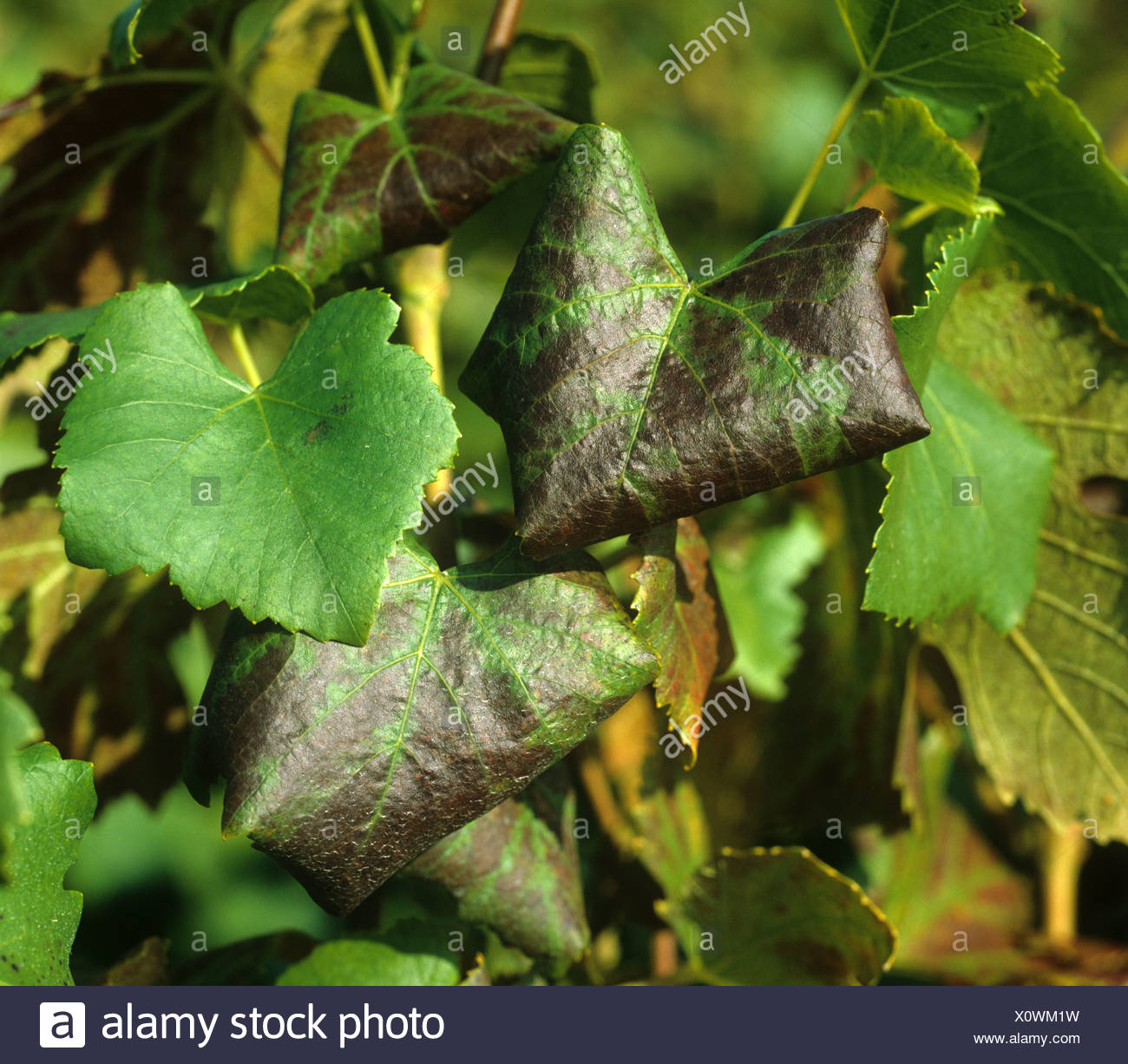 Vine Leaf Disease High Resolution Stock Photography and Images - Alamy