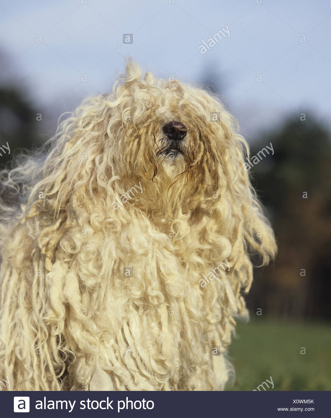 Hungarian Puli Dog Stock Photos & Hungarian Puli Dog Stock Images - Alamy