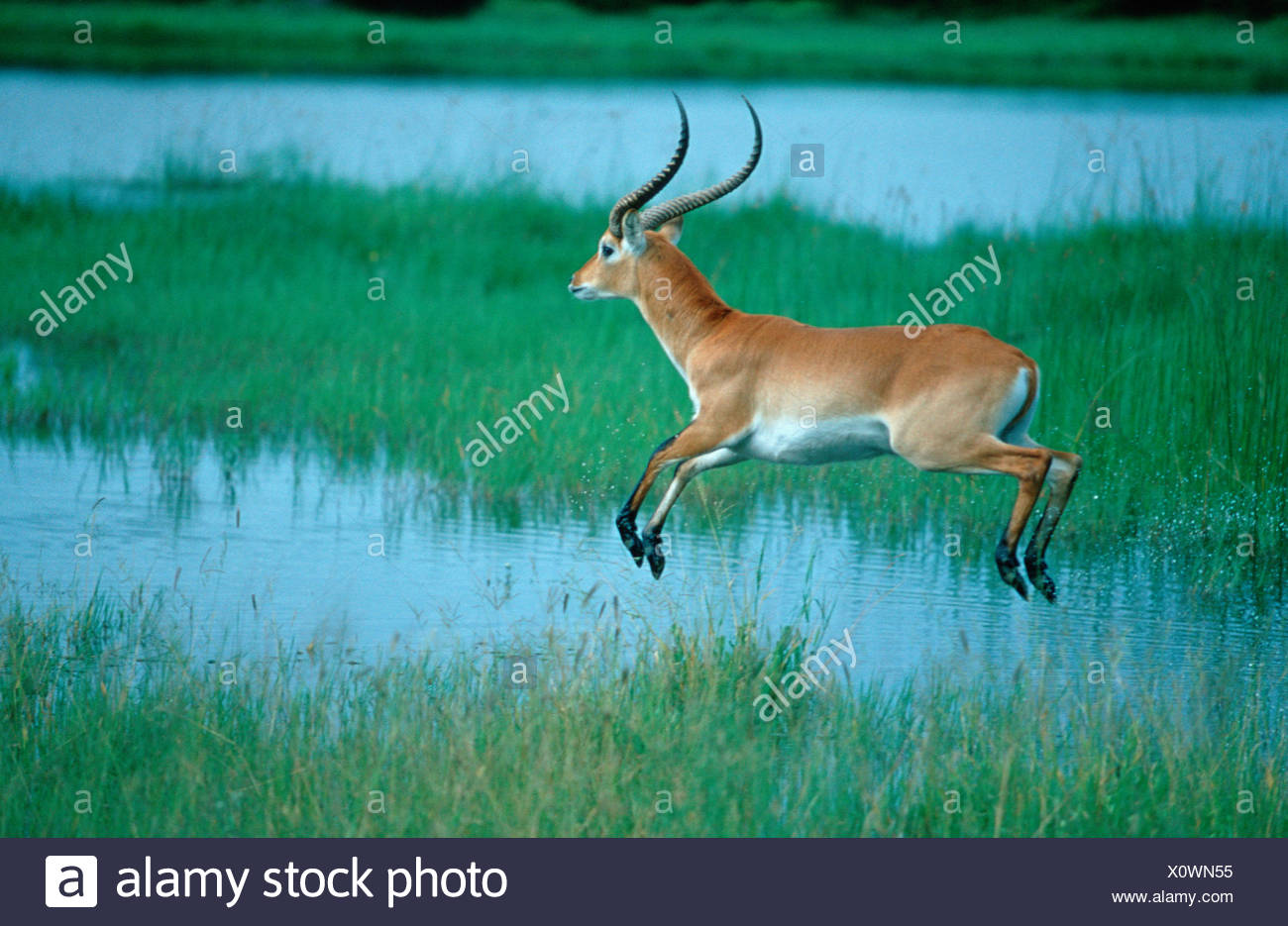 Lechwe Waterbuck High Resolution Stock Photography and Images - Alamy