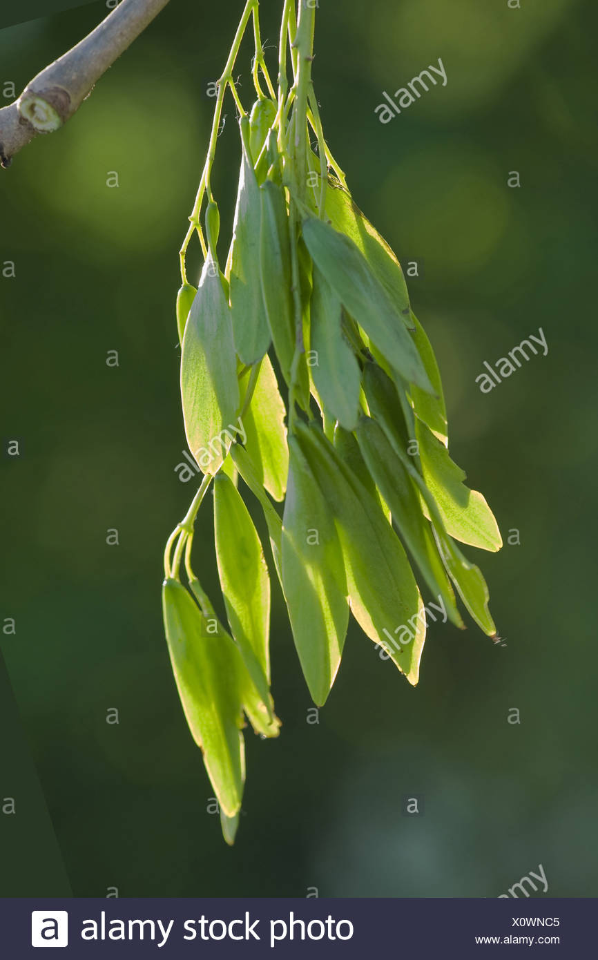 Fruits Fraxinus Excelsior High Resolution Stock Photography and Images ...