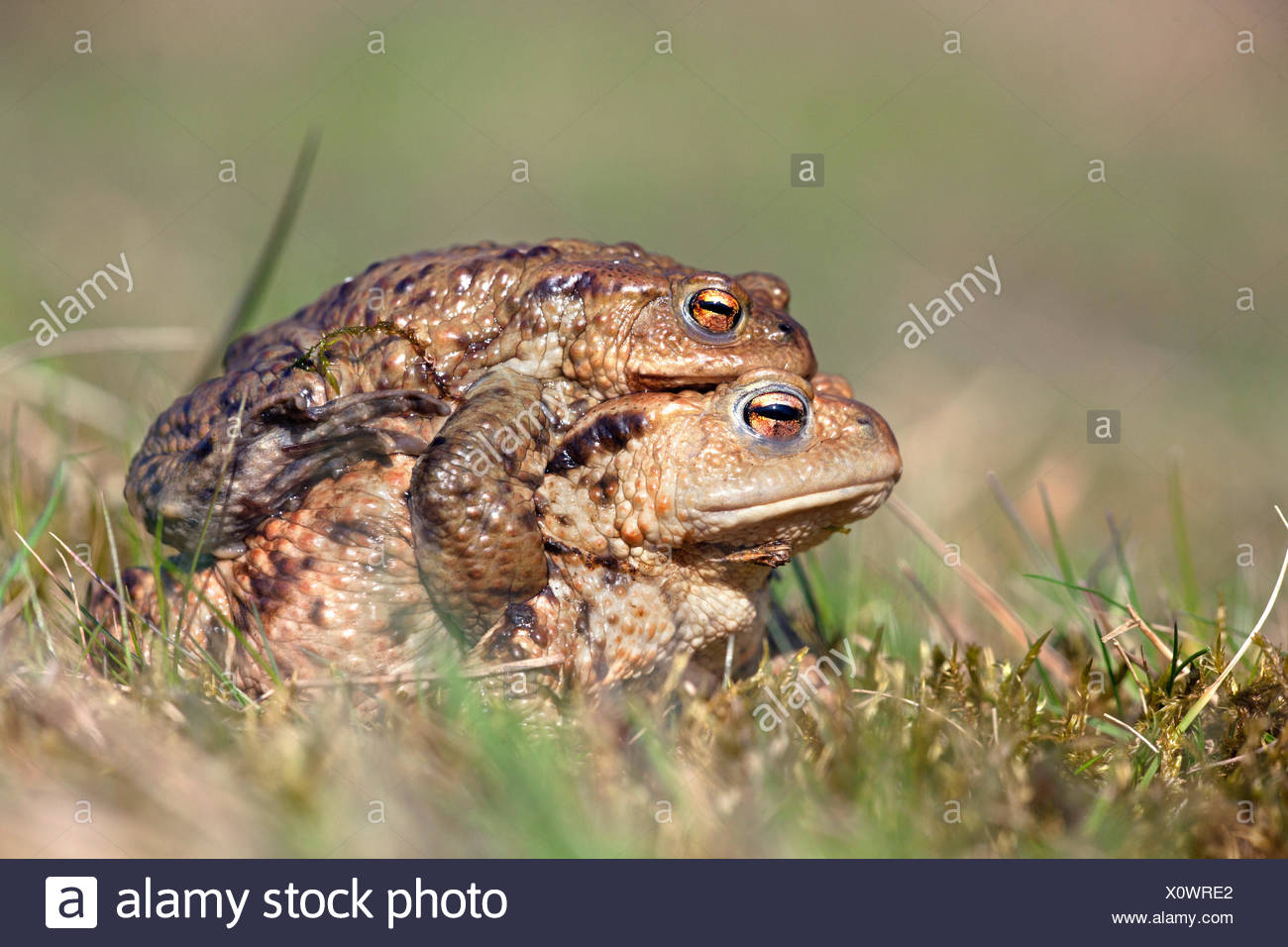 Warty Toads High Resolution Stock Photography and Images - Alamy