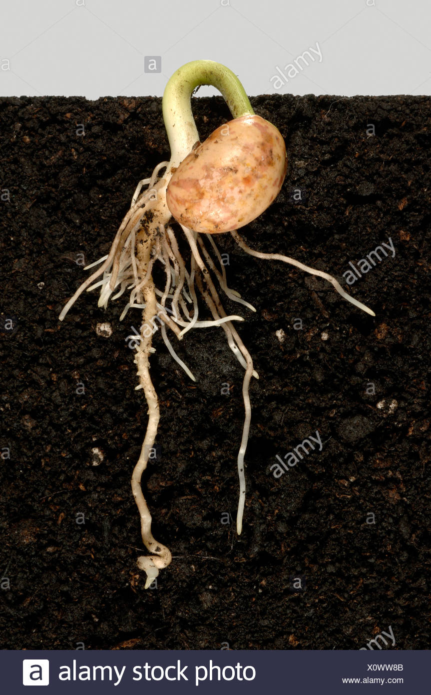 Germination Bean Seed Phaseolus Vulgaris High Resolution Stock ...