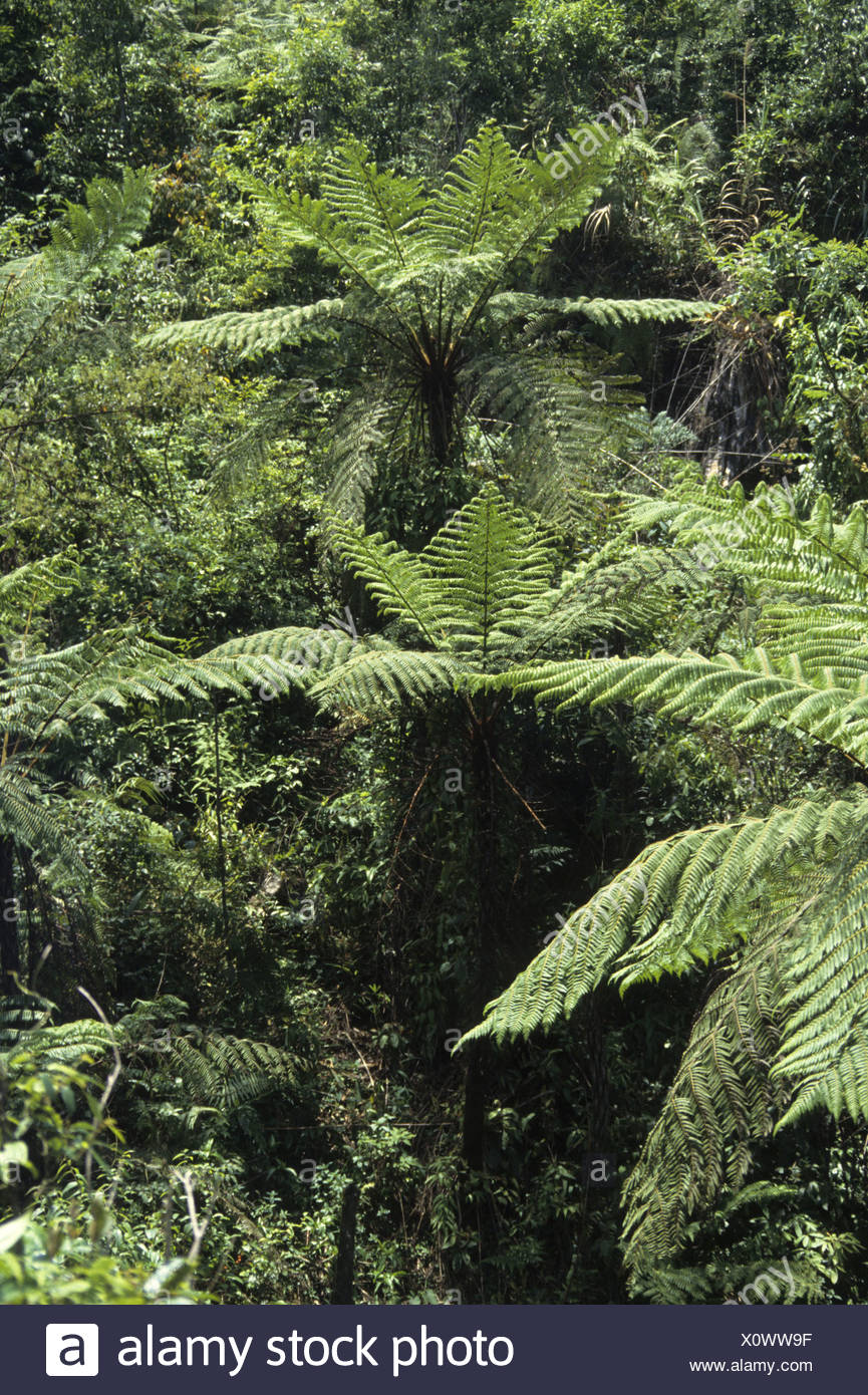 Fan Fern Stock Photos & Fan Fern Stock Images - Alamy