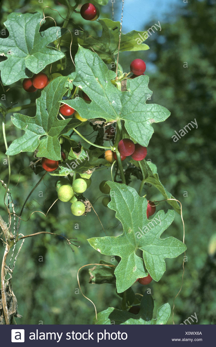 White Bryony, Bryonia Dioica, Berries High Resolution Stock Photography ...