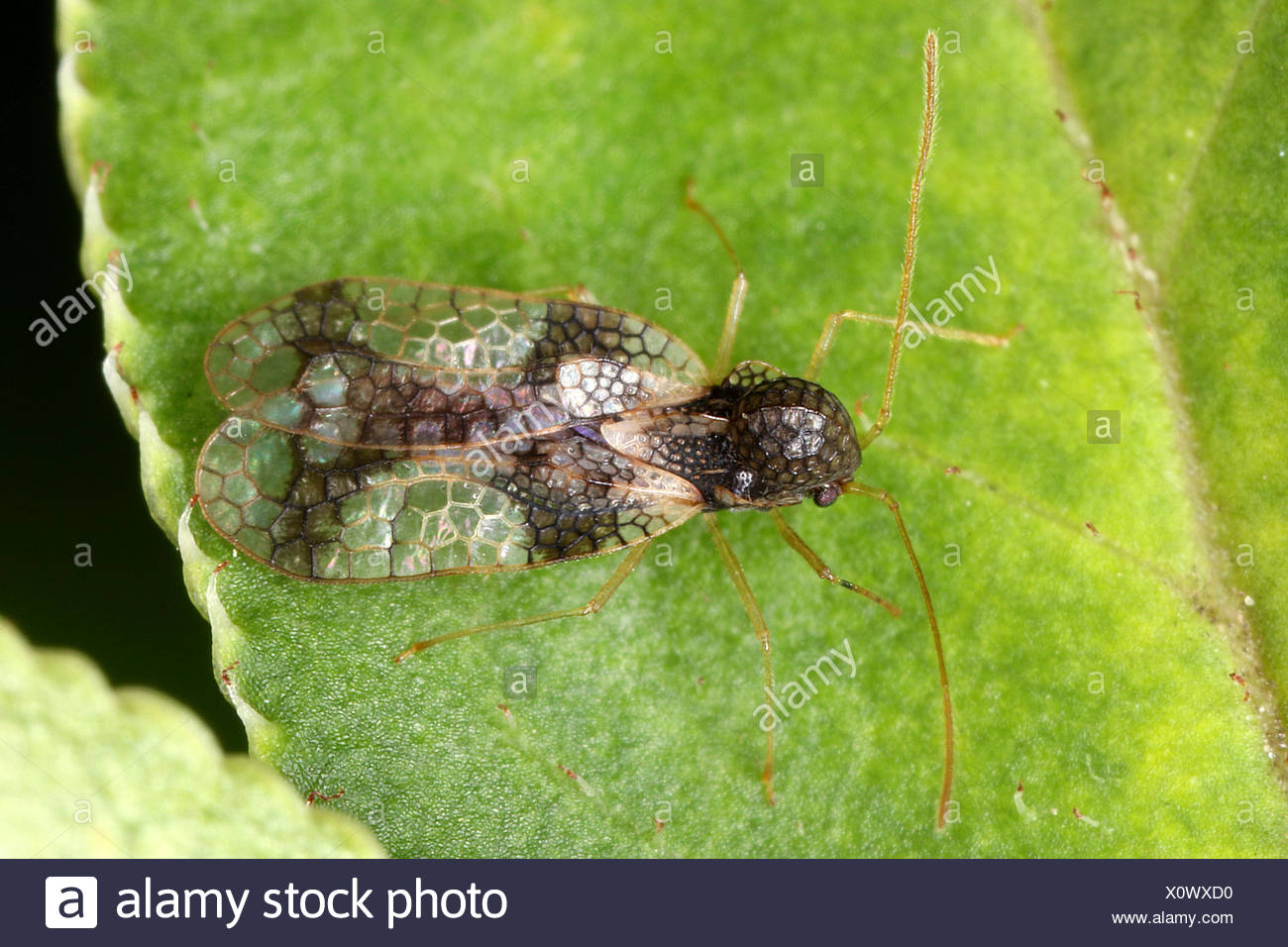 Andromeda Lace Bug Stephanitis Takeyai High Resolution Stock Photography and Images - Alamy