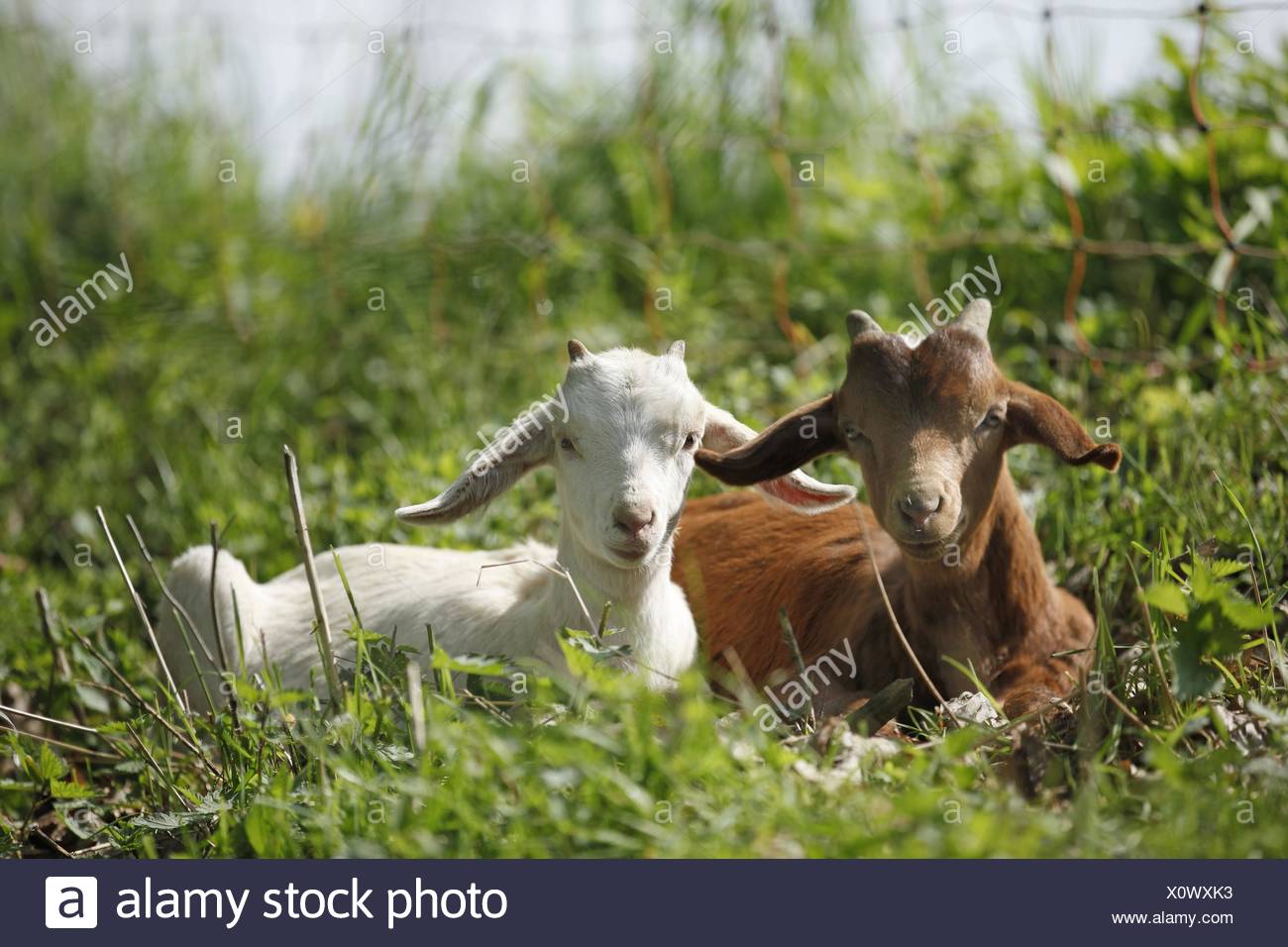 Long Eared Goat High Resolution Stock Photography and Images - Alamy