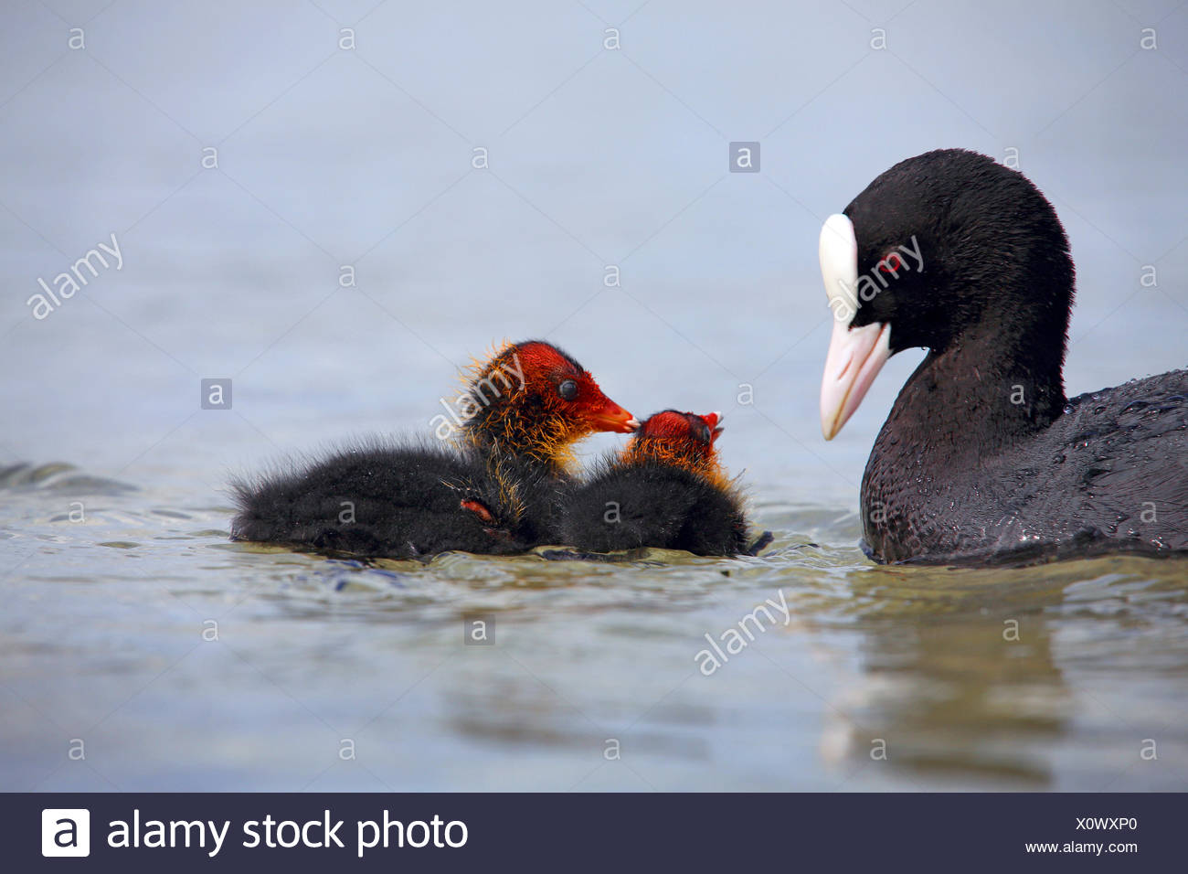 Two Bird Chicks High Resolution Stock Photography and Images - Alamy