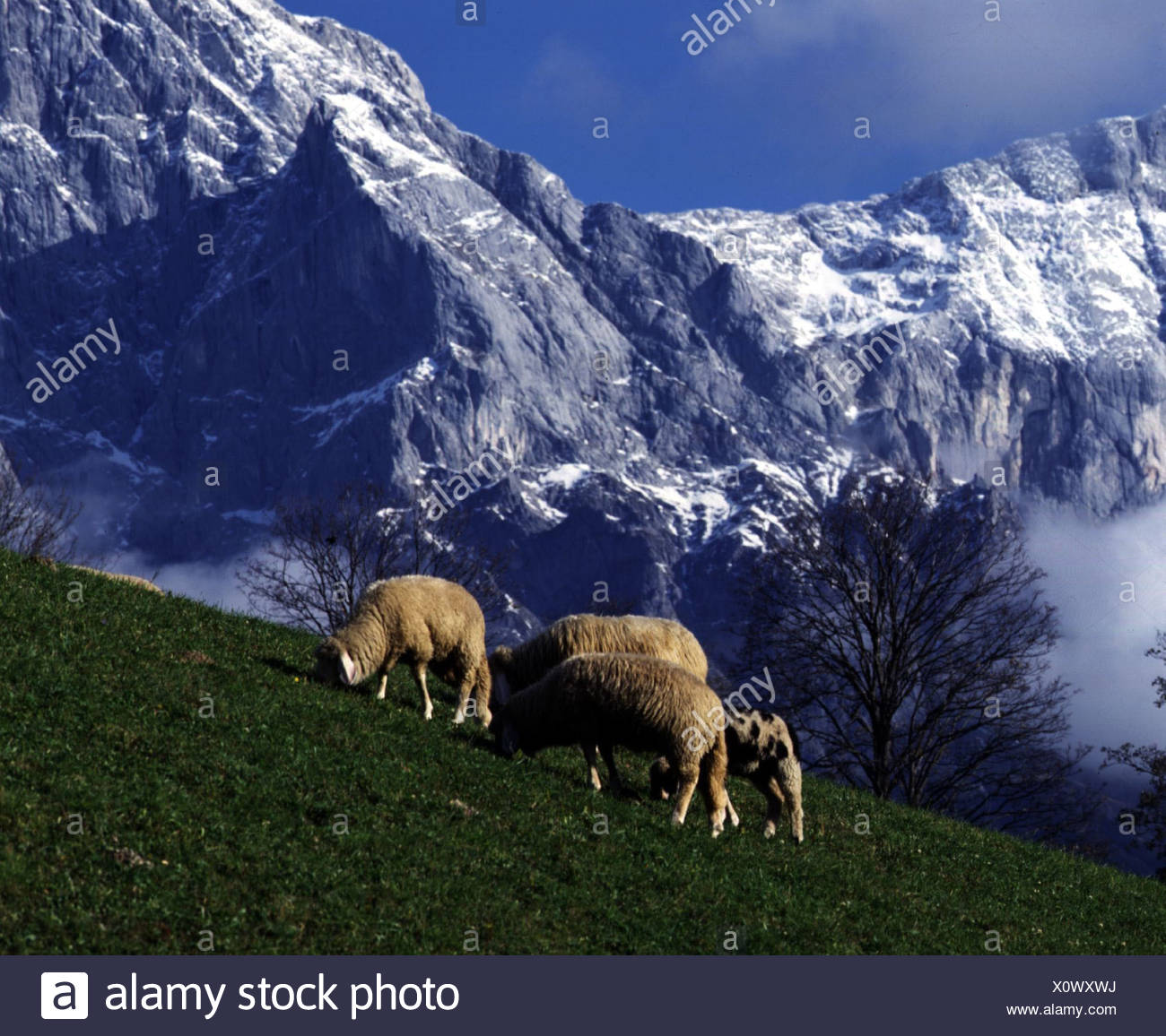 Argali Sheep Stock Photos & Argali Sheep Stock Images - Alamy
