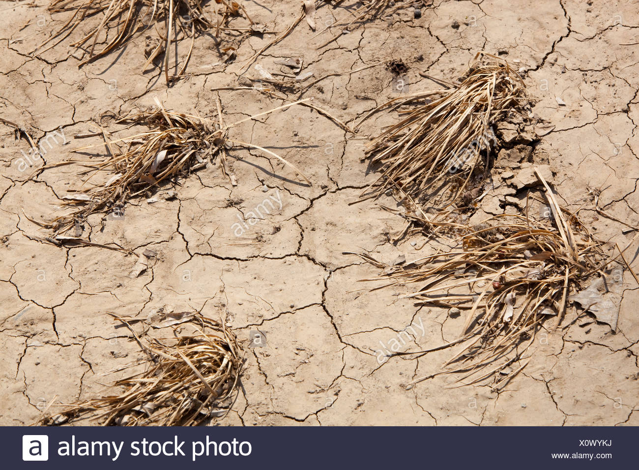 Dead Crops High Resolution Stock Photography and Images - Alamy