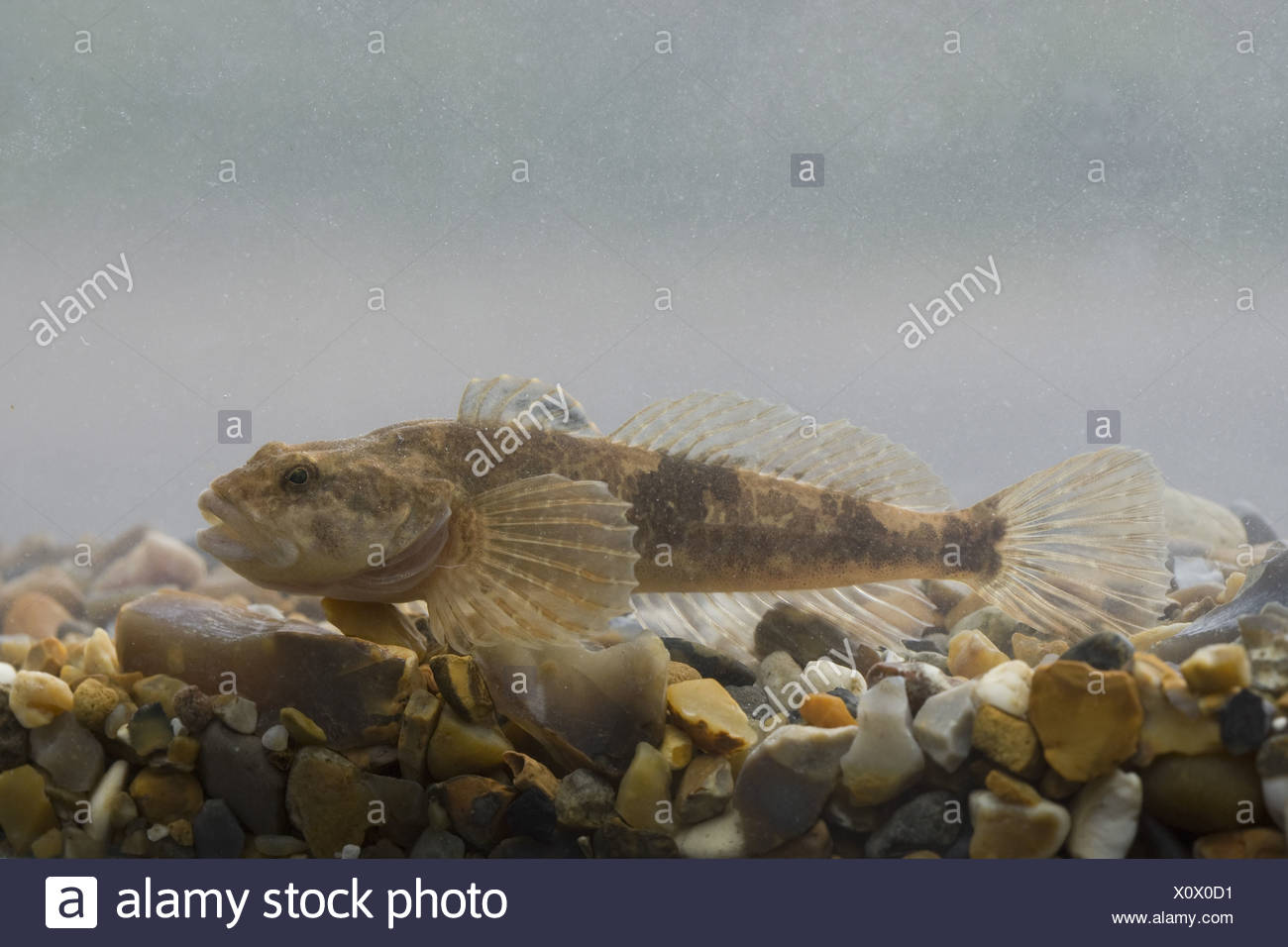 Bullhead Millers Thumb Fish Cottus Stock Photos & Bullhead Millers ...