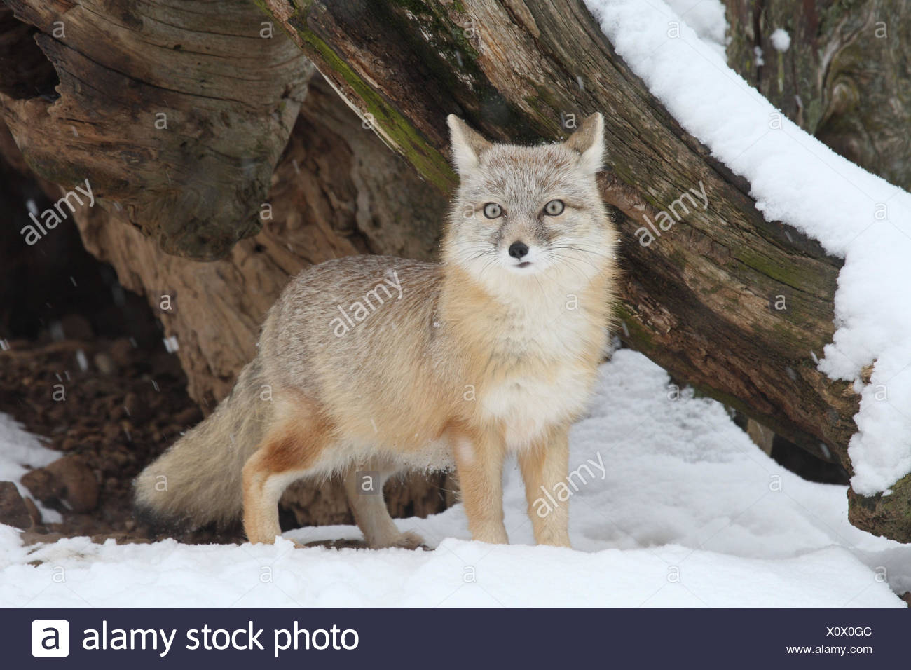 Vulpes Velox Stock Photos & Vulpes Velox Stock Images - Alamy