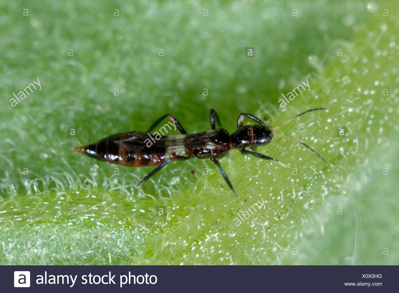 Franklinothrips Vespiformis High Resolution Stock Photography and ...