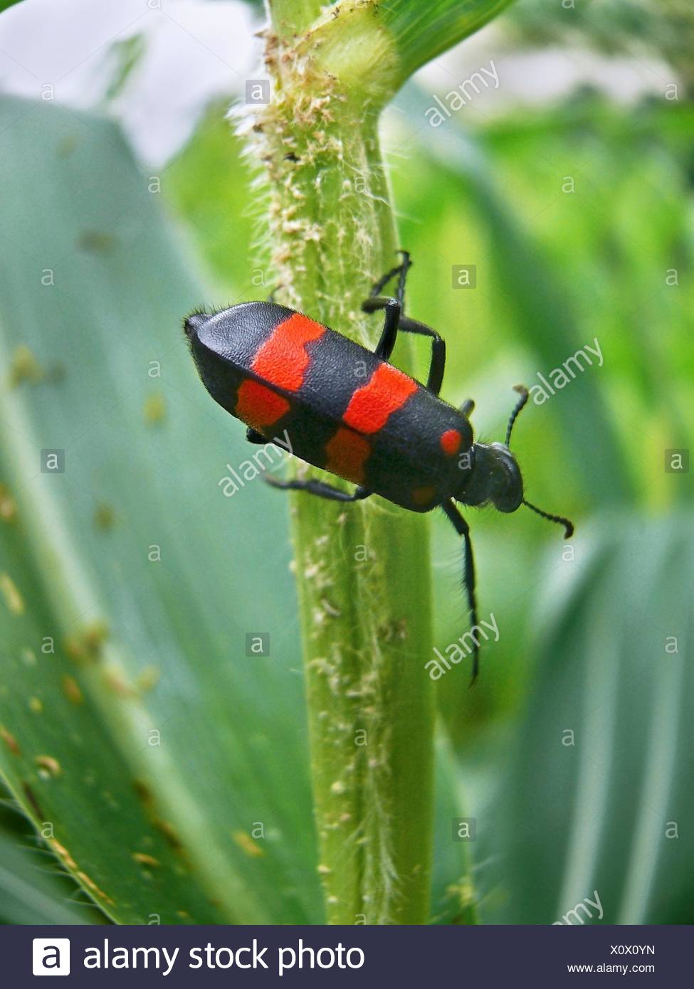 Blister Beetle Of India High Resolution Stock Photography and Images ...