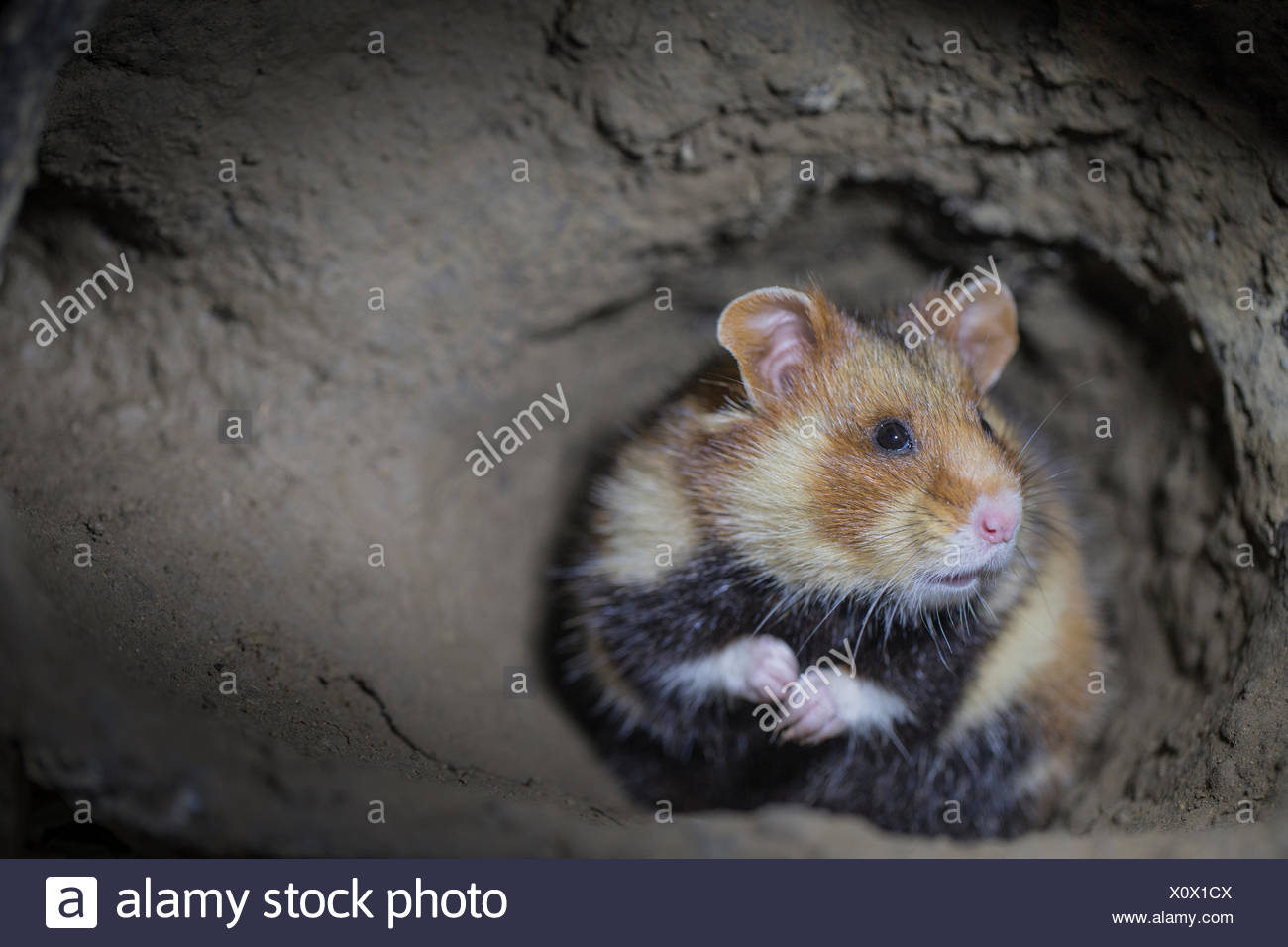 Mammals Burrow Underground High Resolution Stock Photography and Images ...